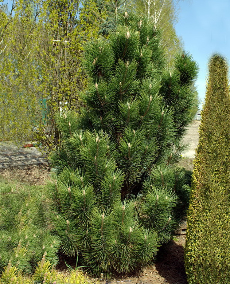 Сосна горная `Грин Колумн`, Pinus mugo `Green Column` | СадПарад